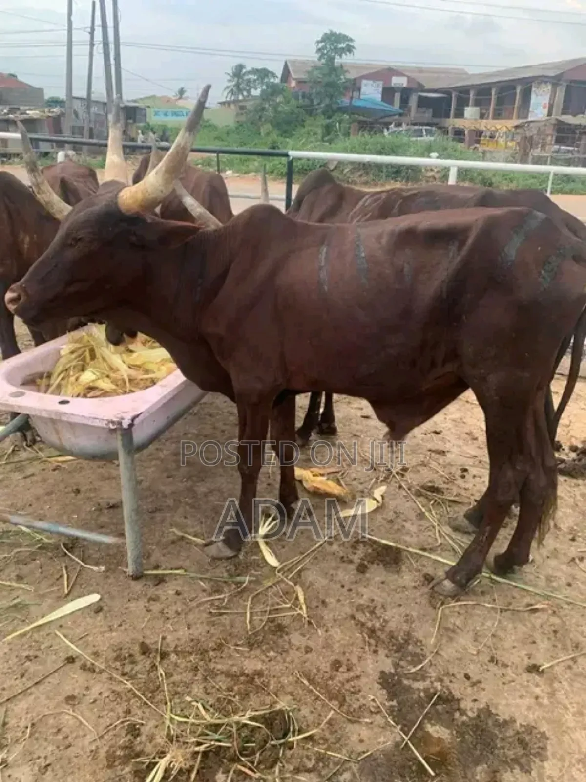Very Good and Healthy Godali Cow's in Karaga - Farm Animals, Adam ...