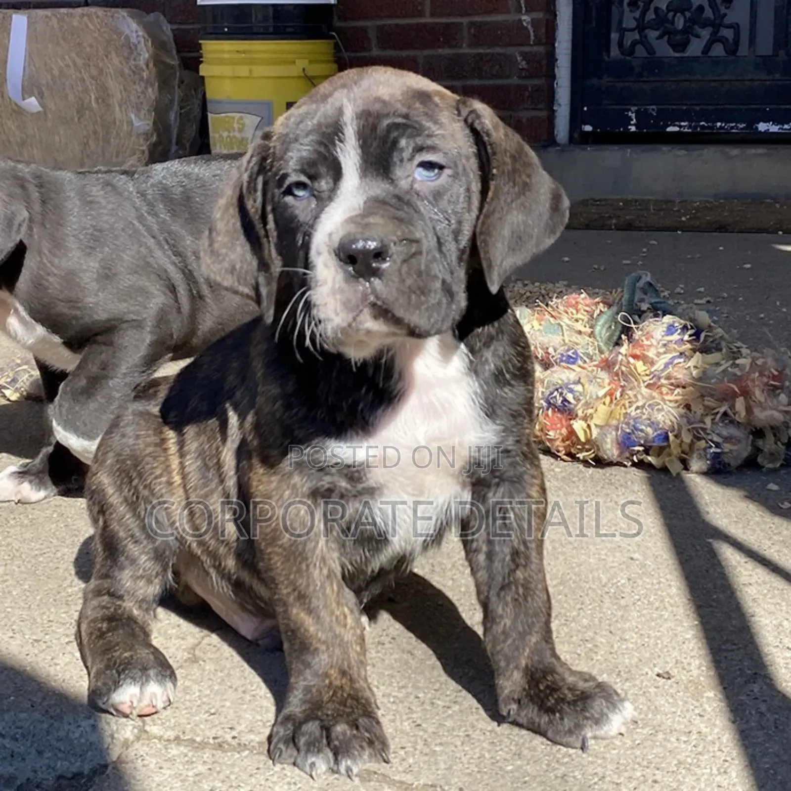 1-3 months Male Purebred Boerboel in Accra Metropolitan - Dogs ...