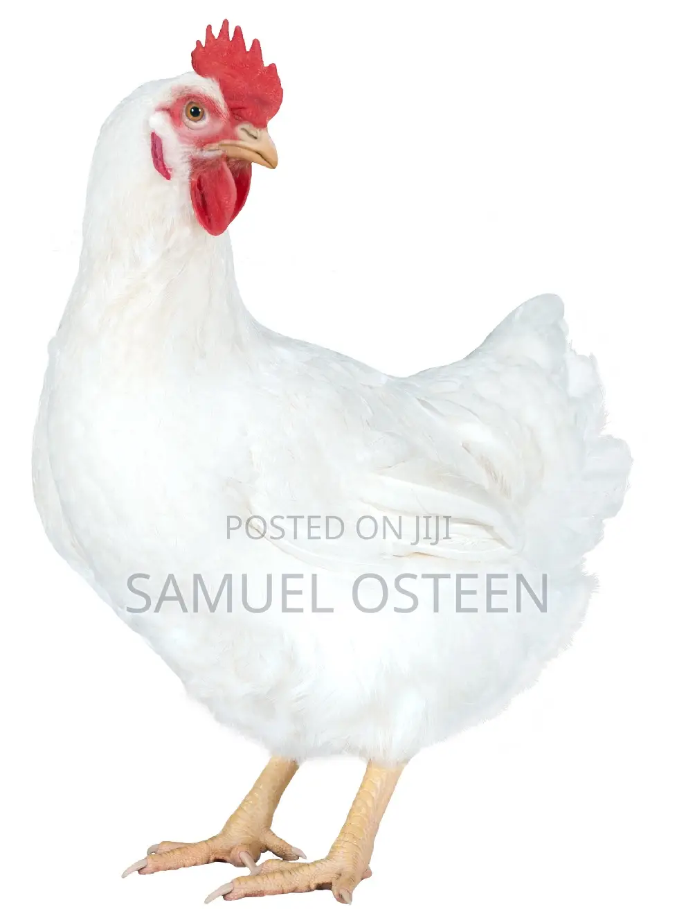 Broiler Day Old Available All Year Round in Greater Accra - Farm ...