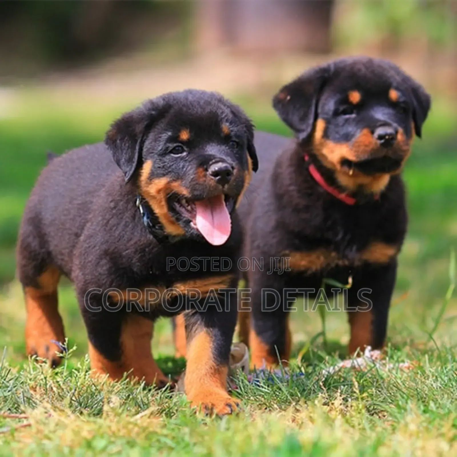 1-3 months Male Purebred Rottweiler in Accra Metropolitan - Dogs ...