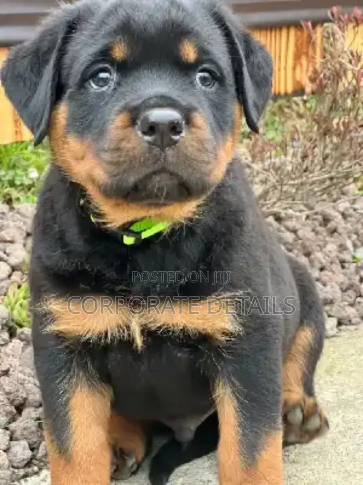 1-3 months Male Purebred Rottweiler in Accra Metropolitan - Dogs ...