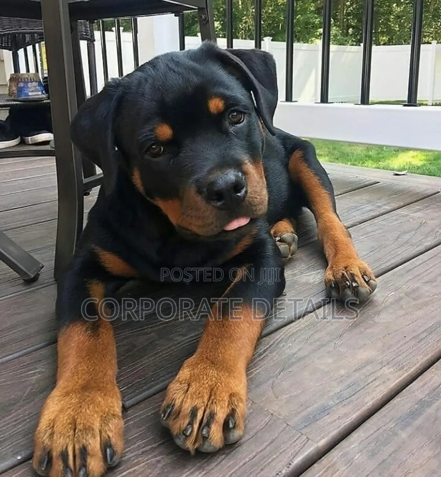 1-3 months Male Purebred Rottweiler in Accra Metropolitan - Dogs ...