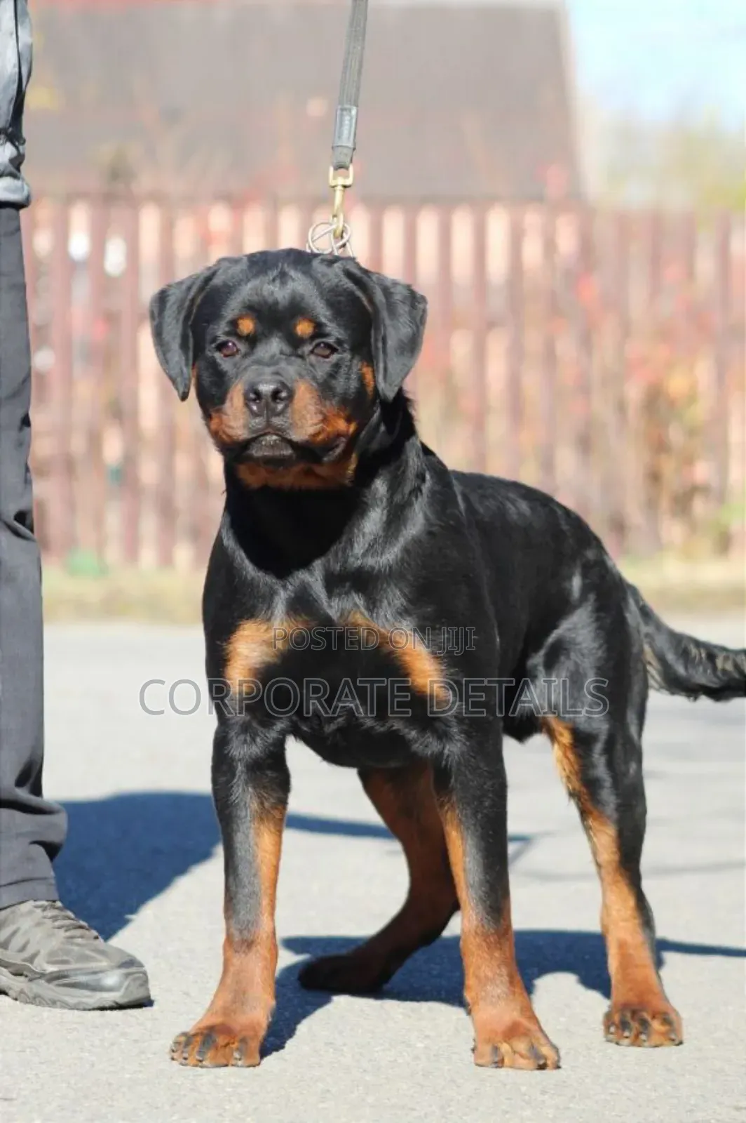 1-3 months Male Purebred Rottweiler in Accra Metropolitan - Dogs ...