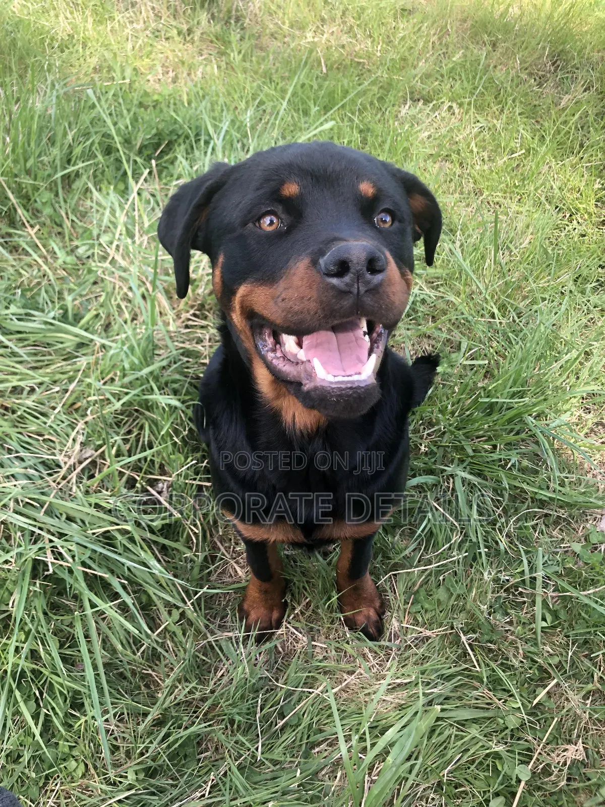 1+ year Male Purebred Rottweiler in Accra Metropolitan - Dogs & Puppies ...