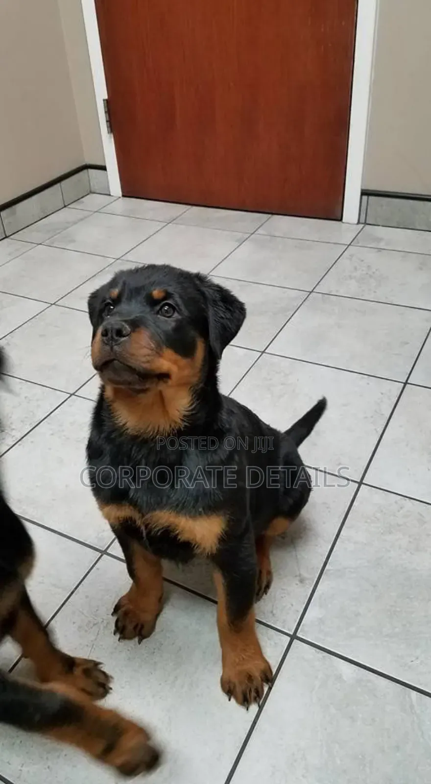 1+ year Male Purebred Rottweiler in Accra Metropolitan - Dogs & Puppies ...