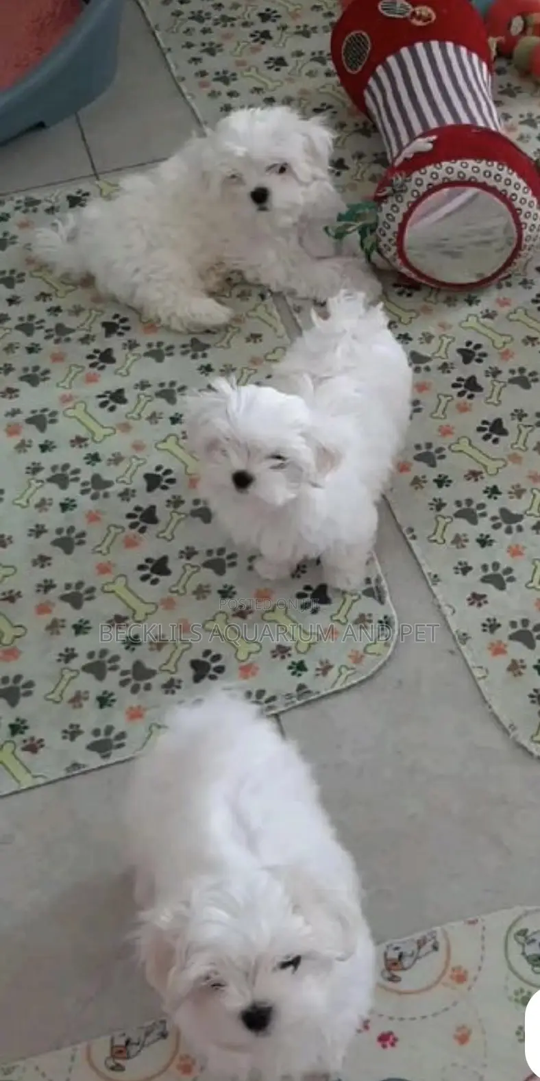 1-3 months Female Purebred Poodle in Madina - Dogs & Puppies, Becklilz ...