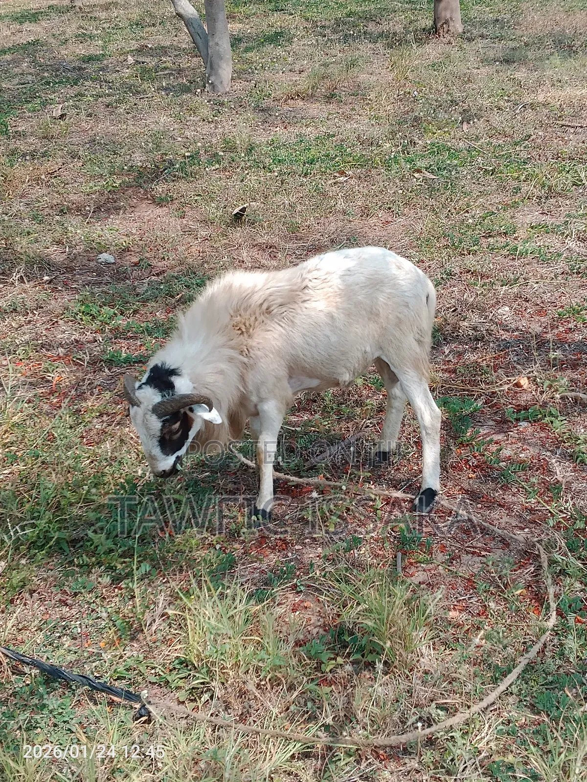 Healthy Sheep in Teshie - Farm Animals, Tawfic Issaka | Jiji.com.gh