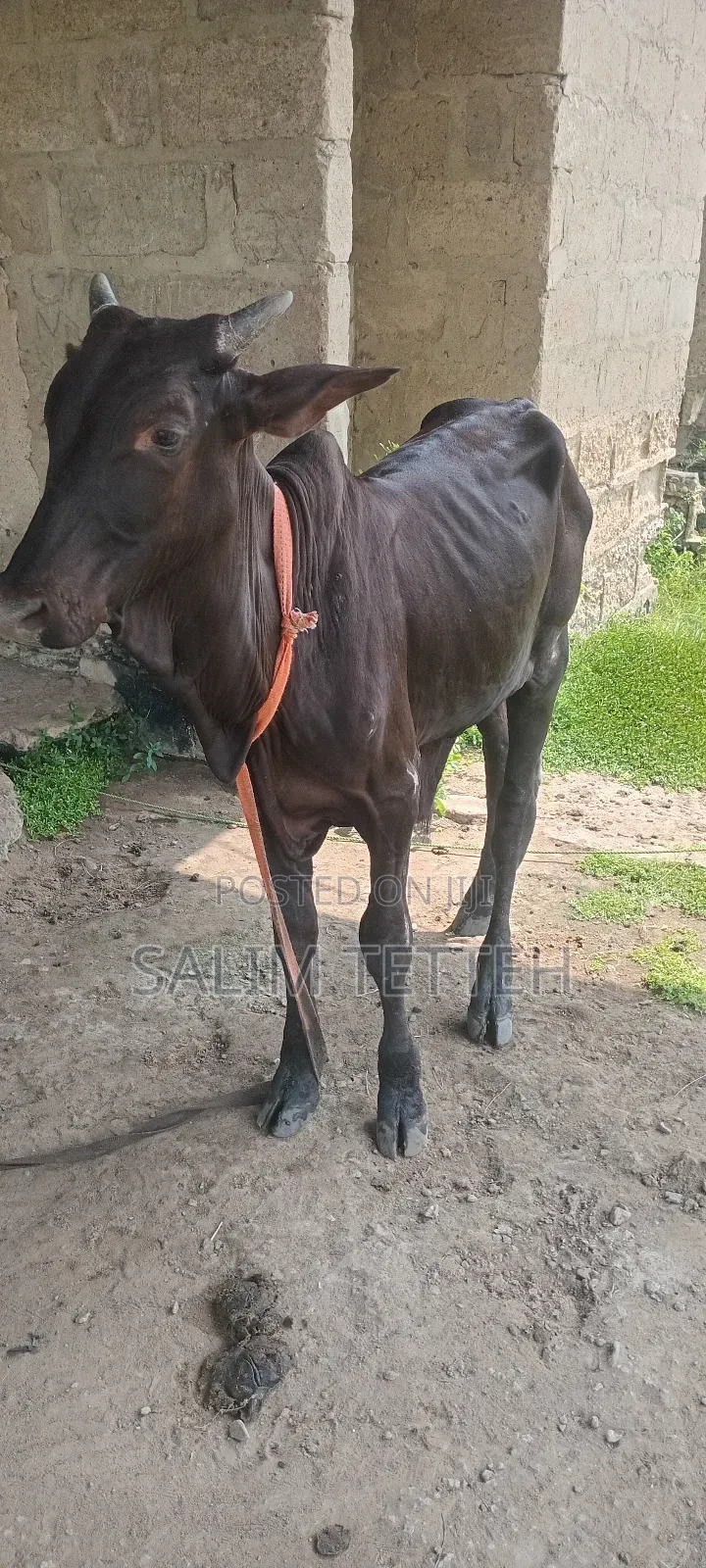 Cows Sell ,Any Amount of Cows Needed Just Contact in Awutu Senya East ...