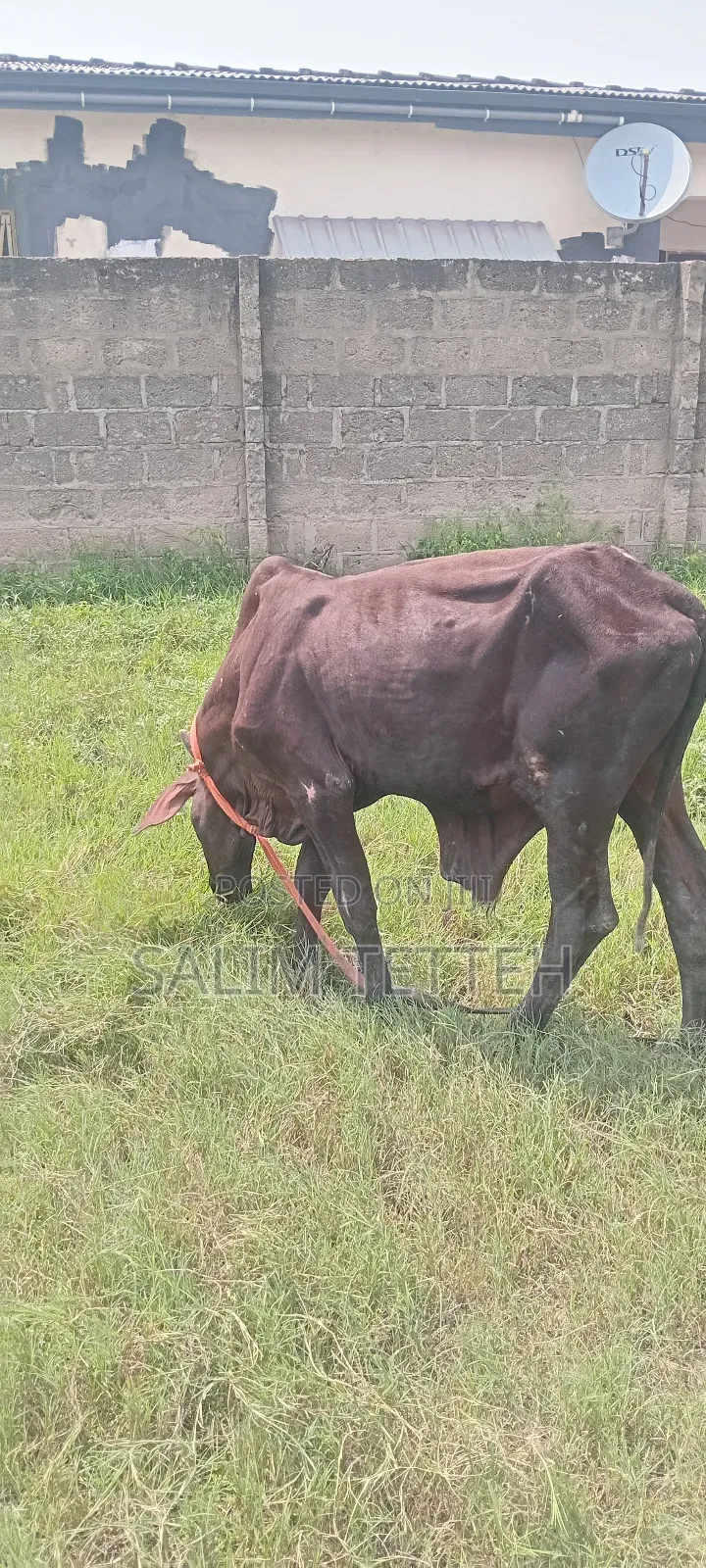 Cows Sell ,Any Amount of Cows Needed Just Contact in Awutu Senya East ...