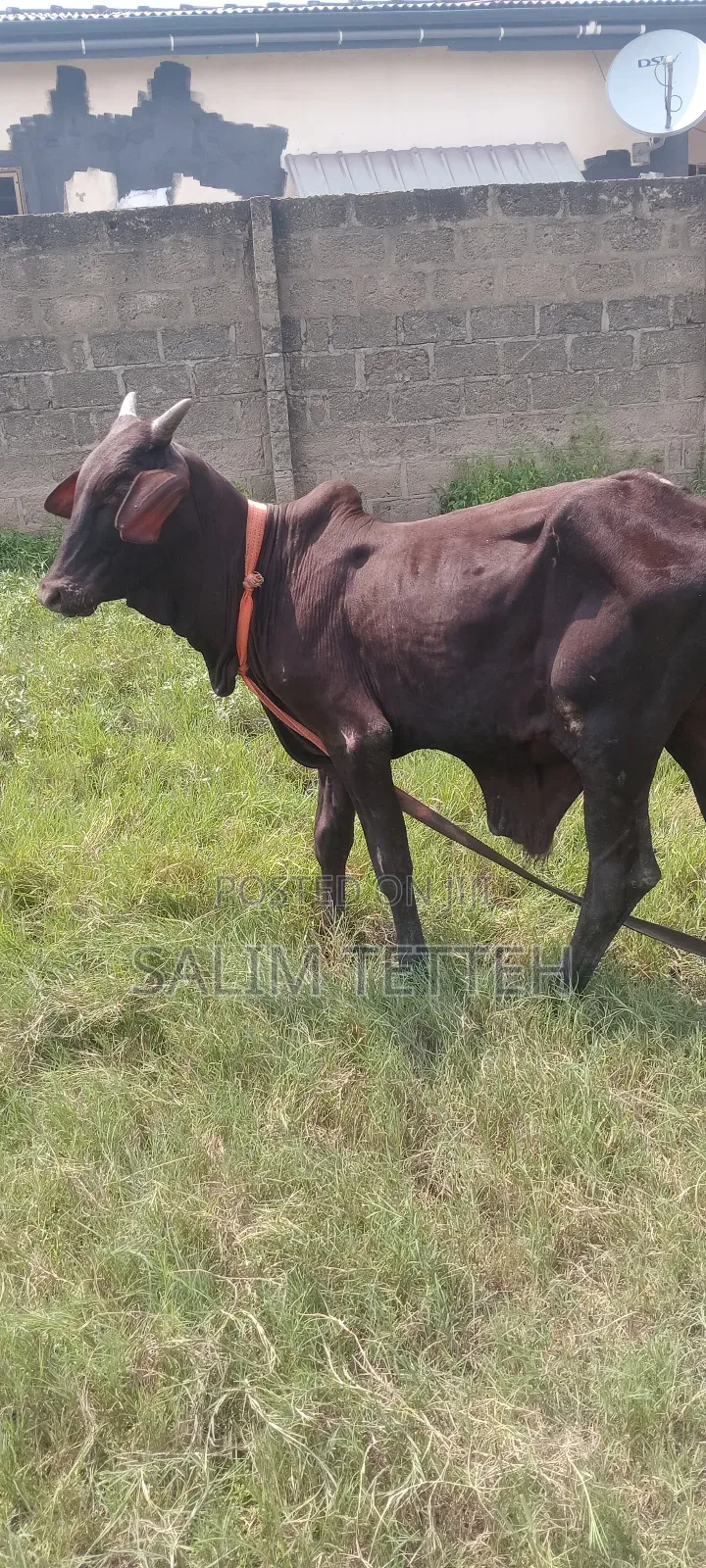 Cows Sell ,Any Amount of Cows Needed Just Contact in Awutu Senya East ...