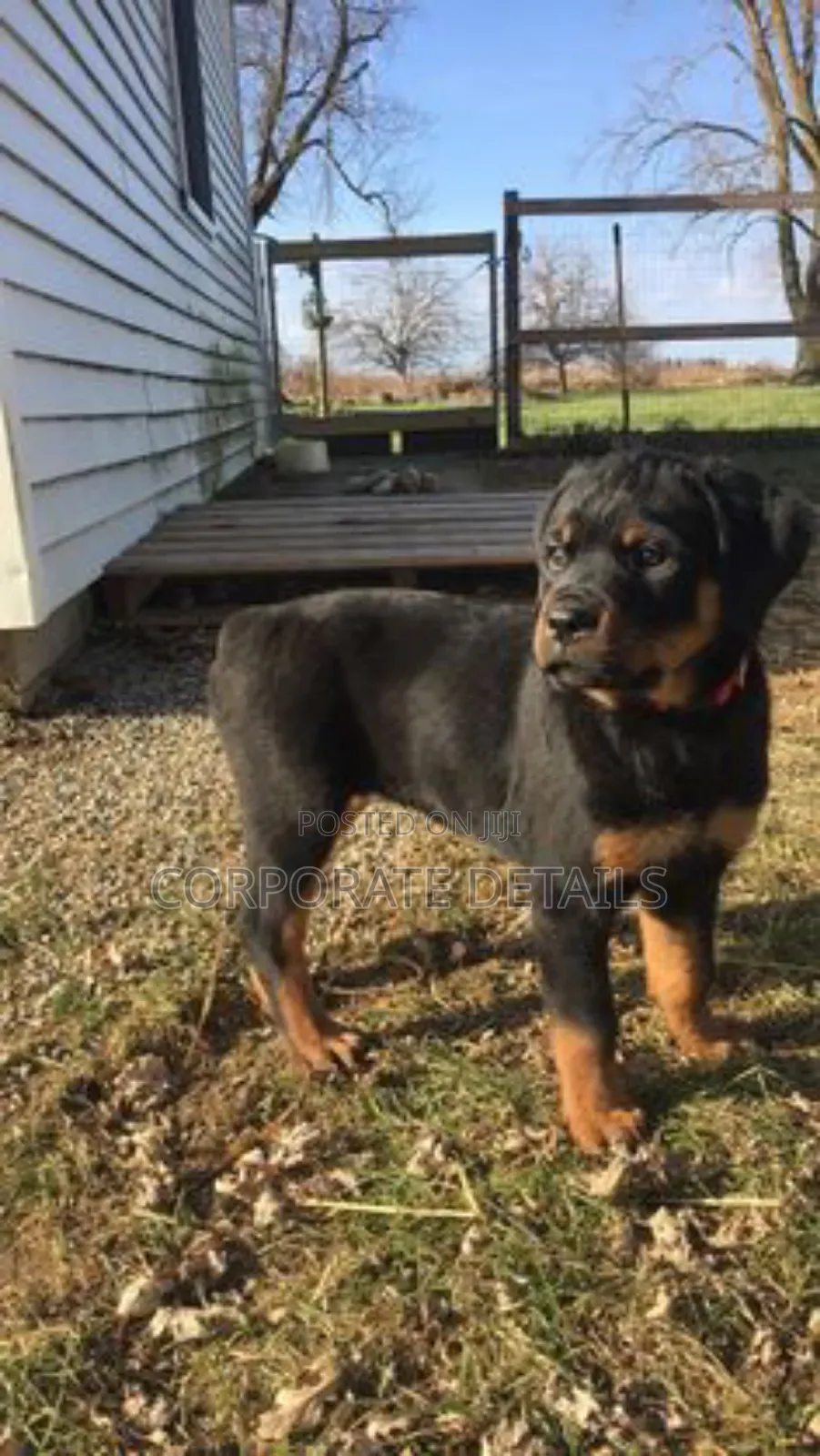 1-3 months Male Purebred Rottweiler in Accra Metropolitan - Dogs ...