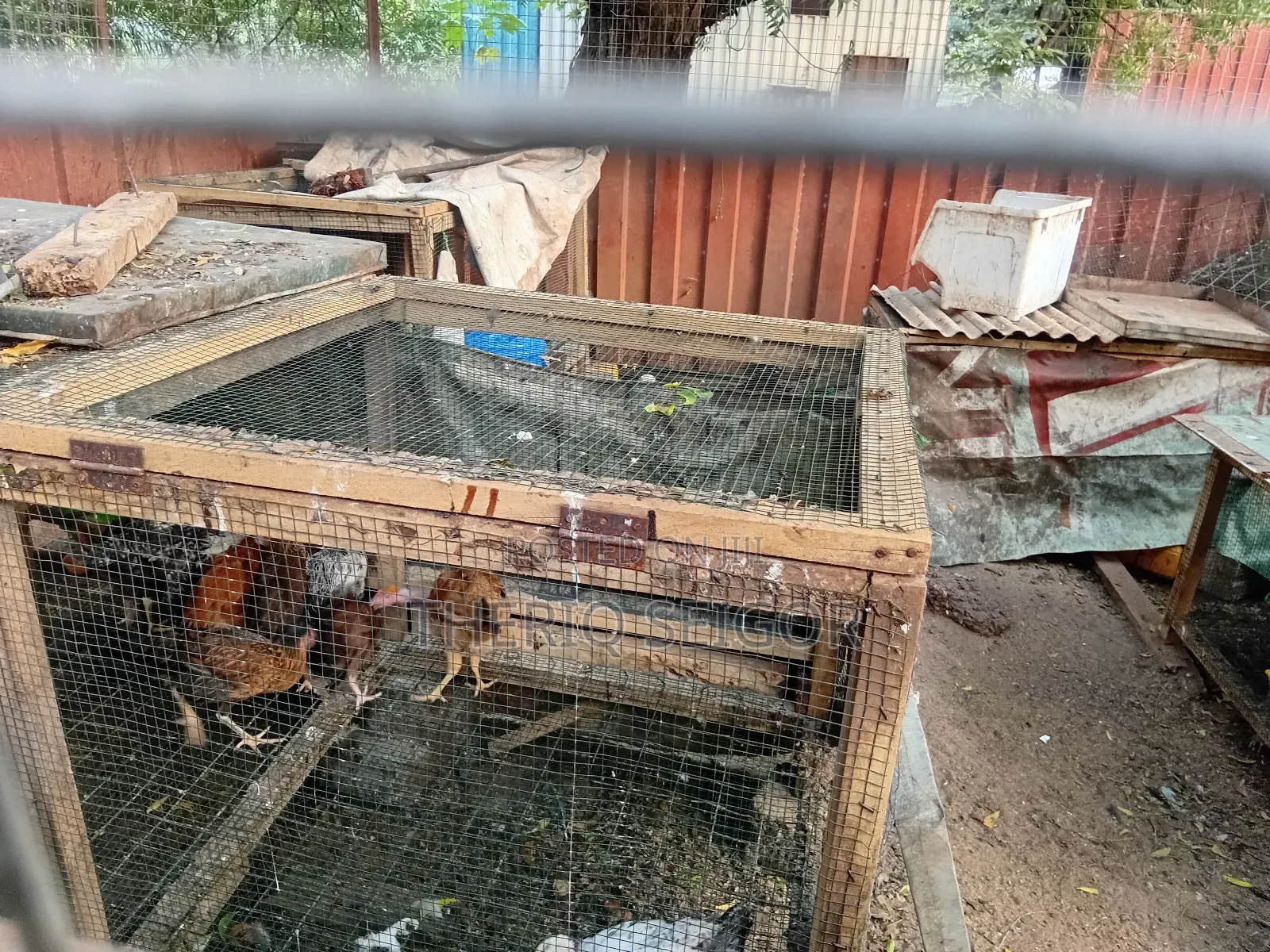Fowls for Sale - Fulani, Local, Brahma in Cantonments - Farm Animals ...