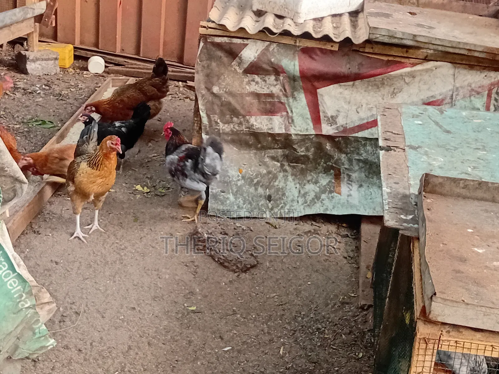 Fowls for Sale - Fulani, Local, Brahma in Cantonments - Farm Animals ...