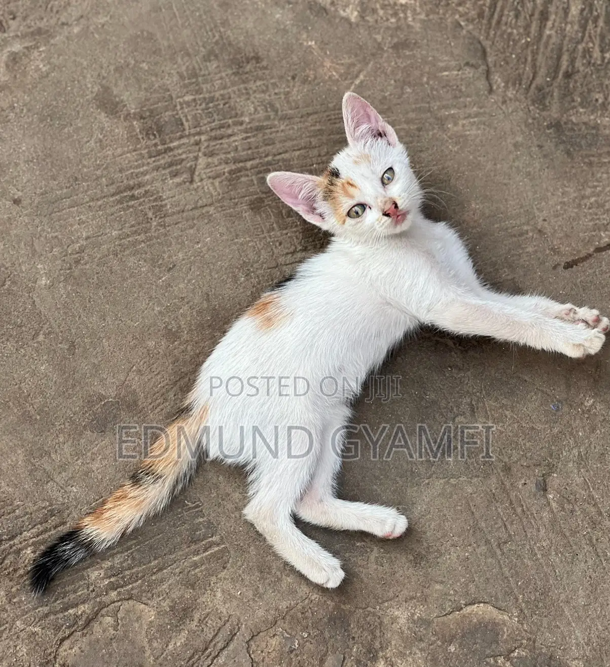 1-3 months Female Purebred Mongrel (No Breed) in Bubuashie - Cats ...