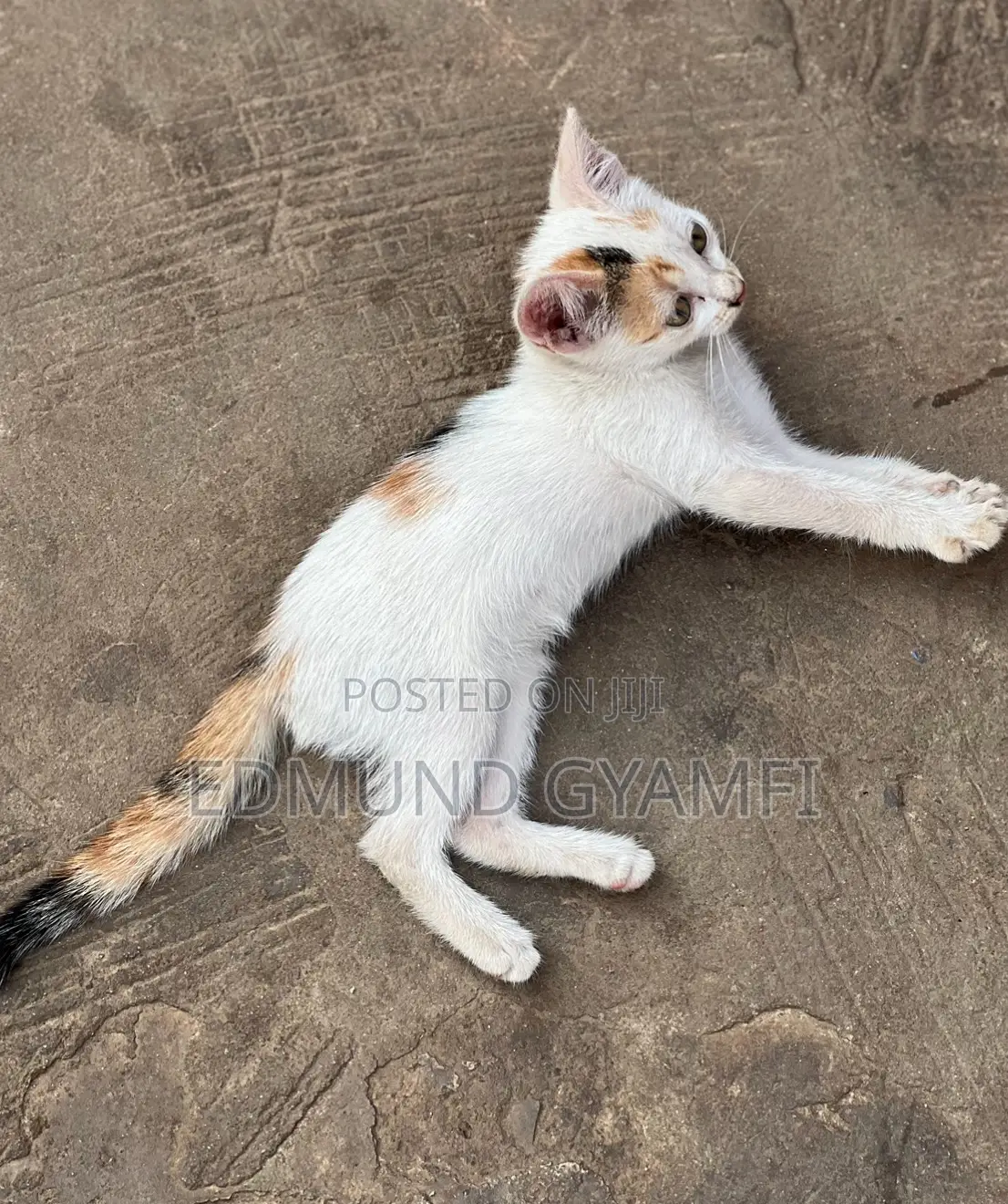 1-3 months Female Purebred Mongrel (No Breed) in Bubuashie - Cats ...