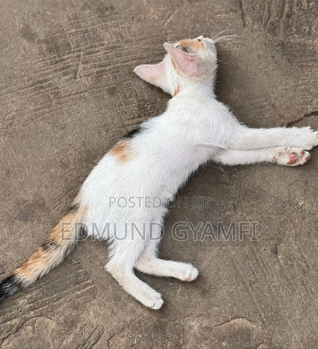 1-3 months Female Purebred Mongrel (No Breed) in Bubuashie - Cats ...