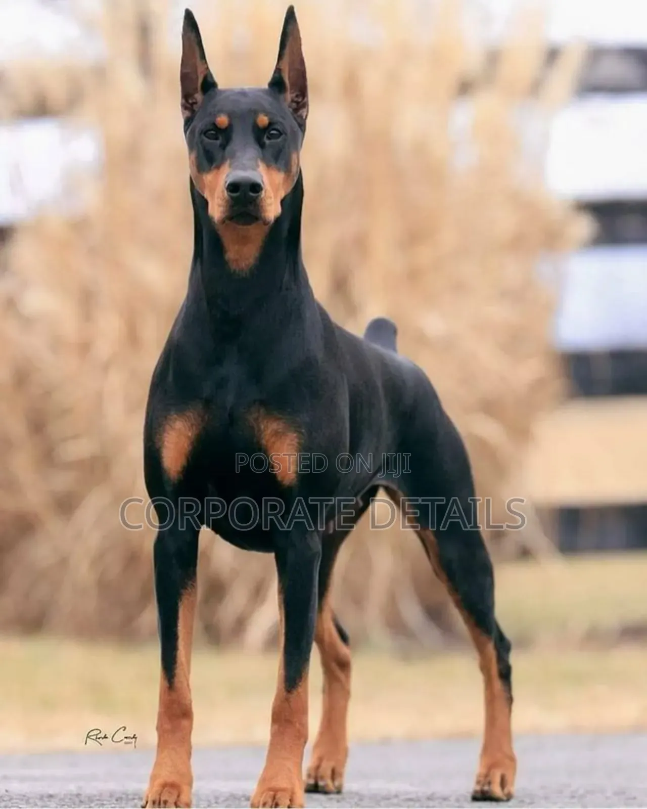 1+ year Male Purebred Doberman Pinscher in Accra Metropolitan - Dogs ...