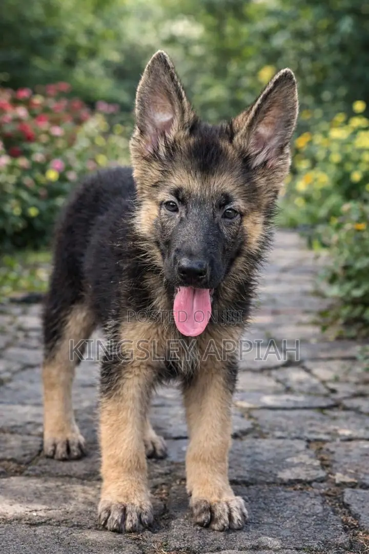 1-3 months Male Purebred German Shepherd in Pokuase - Dogs & Puppies ...