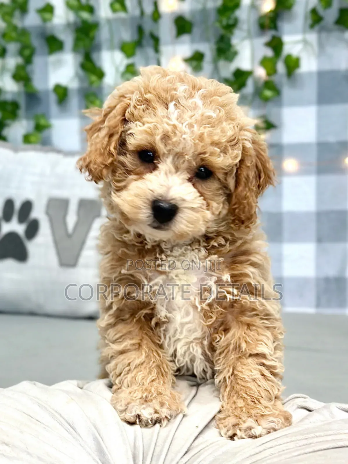 1-3 months Male Purebred Maltese in Accra Metropolitan - Dogs & Puppies ...
