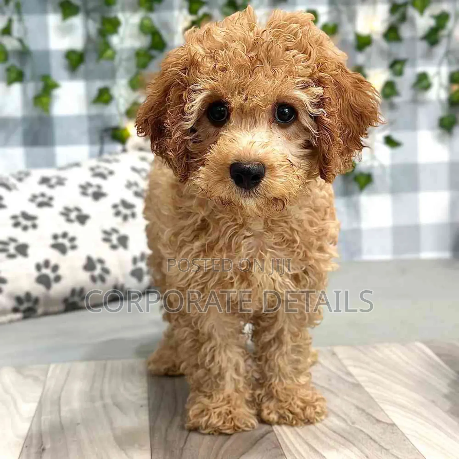 1-3 months Male Purebred Maltese in Accra Metropolitan - Dogs & Puppies ...
