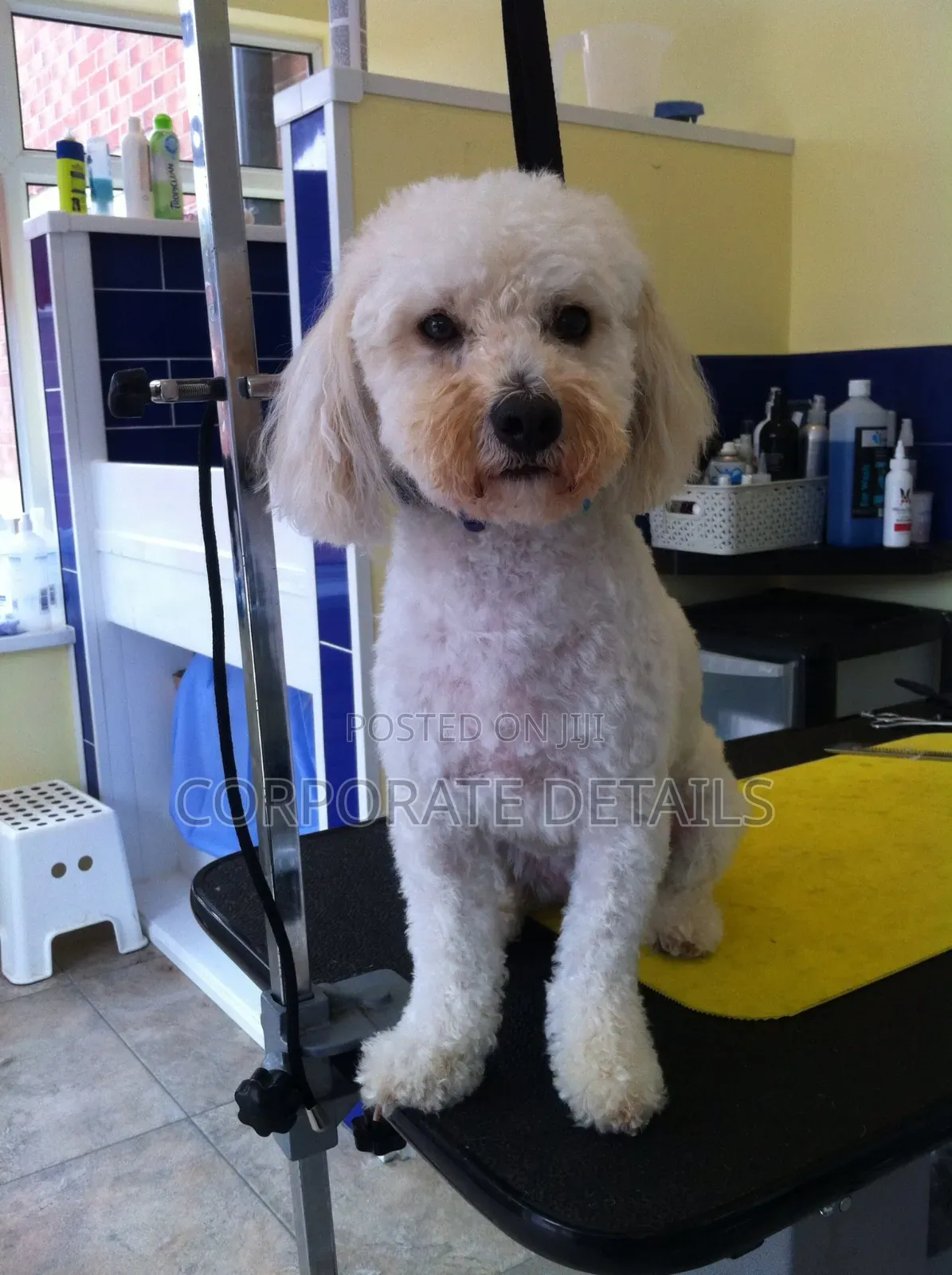 1-3 months Male Purebred Maltese in Accra Metropolitan - Dogs & Puppies ...