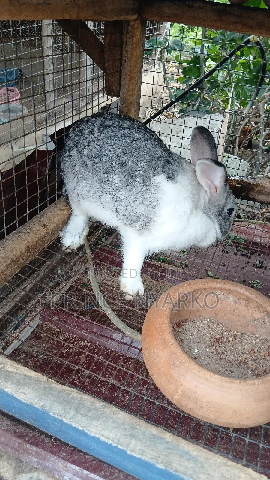 Healthy Rabbits for Sale in Taifa-Burkina - Farm Animals, Prince Nyarko ...
