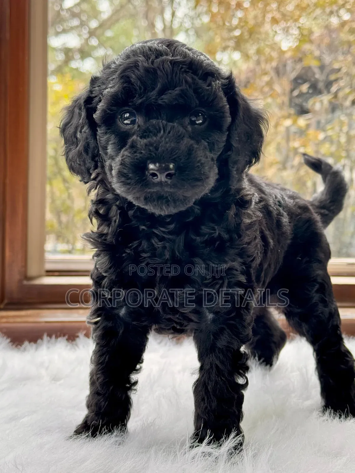1-3 months Male Purebred Poodle in Accra Metropolitan - Dogs & Puppies ...