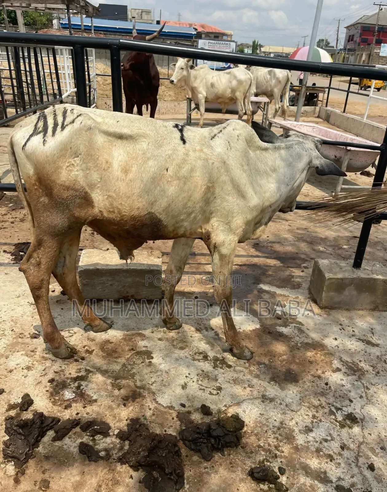 Cattle Farm in Saboba - Farm Animals, Muhammed Ali Baba | Jiji.com.gh
