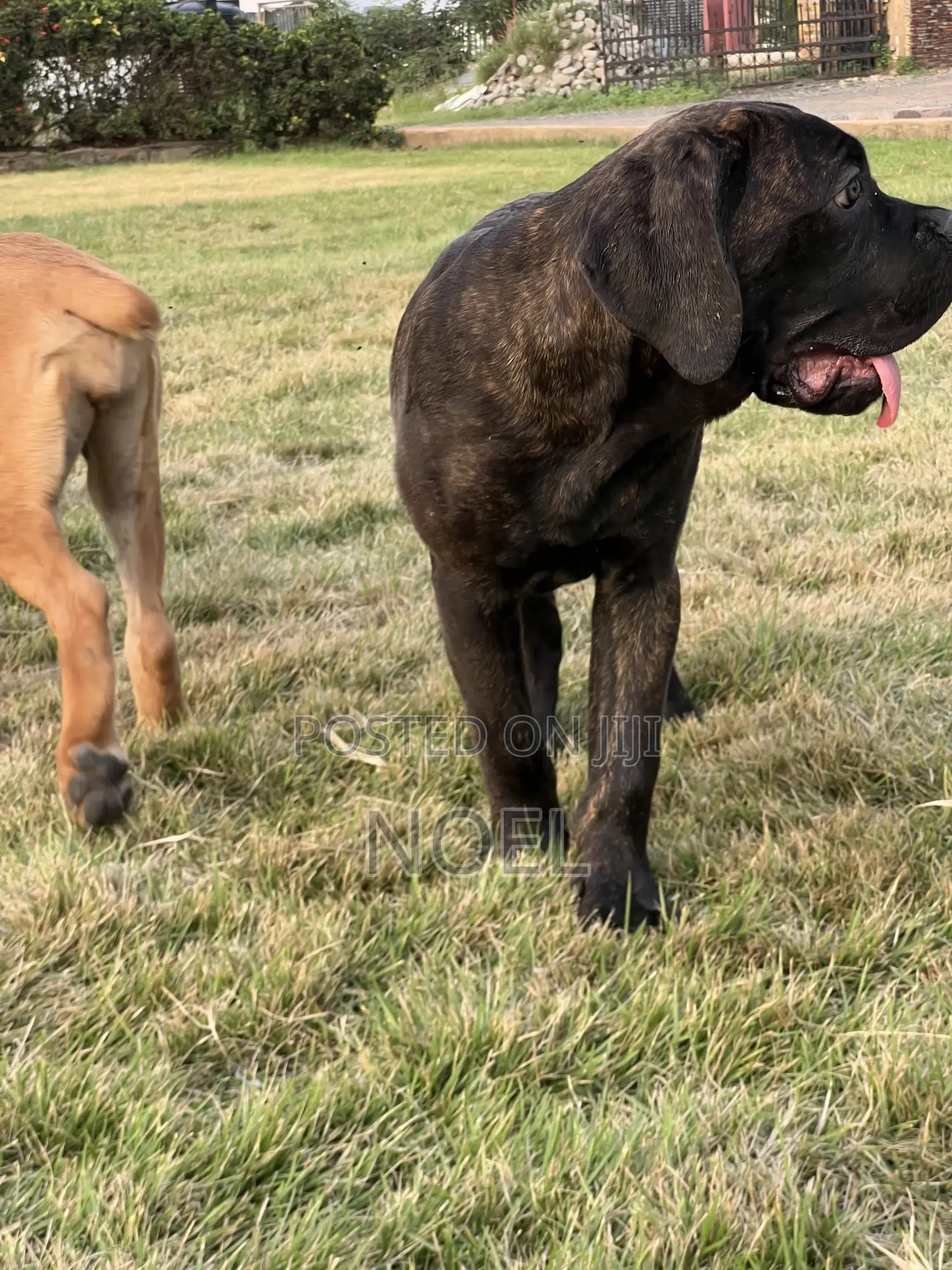 3-6 months Female Purebred Cane Corso in Ashaley Botwe - Dogs & Puppies ...