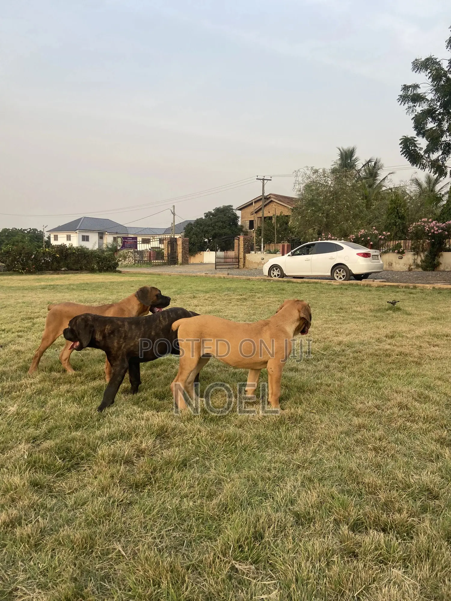 3-6 months Female Purebred Cane Corso in Ashaley Botwe - Dogs & Puppies ...