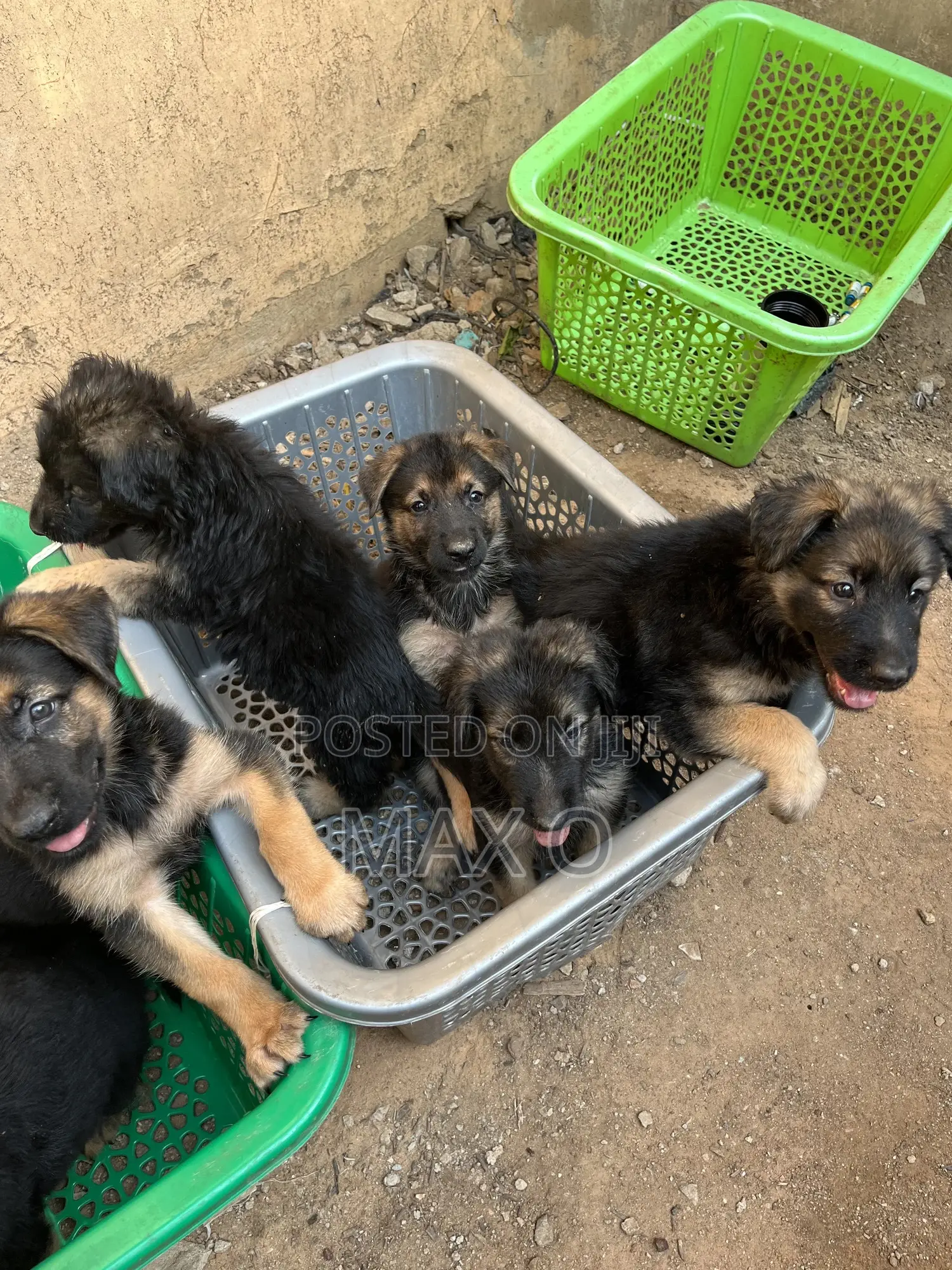 1-3 months Female Purebred German Shepherd in Accra Metropolitan - Dogs ...