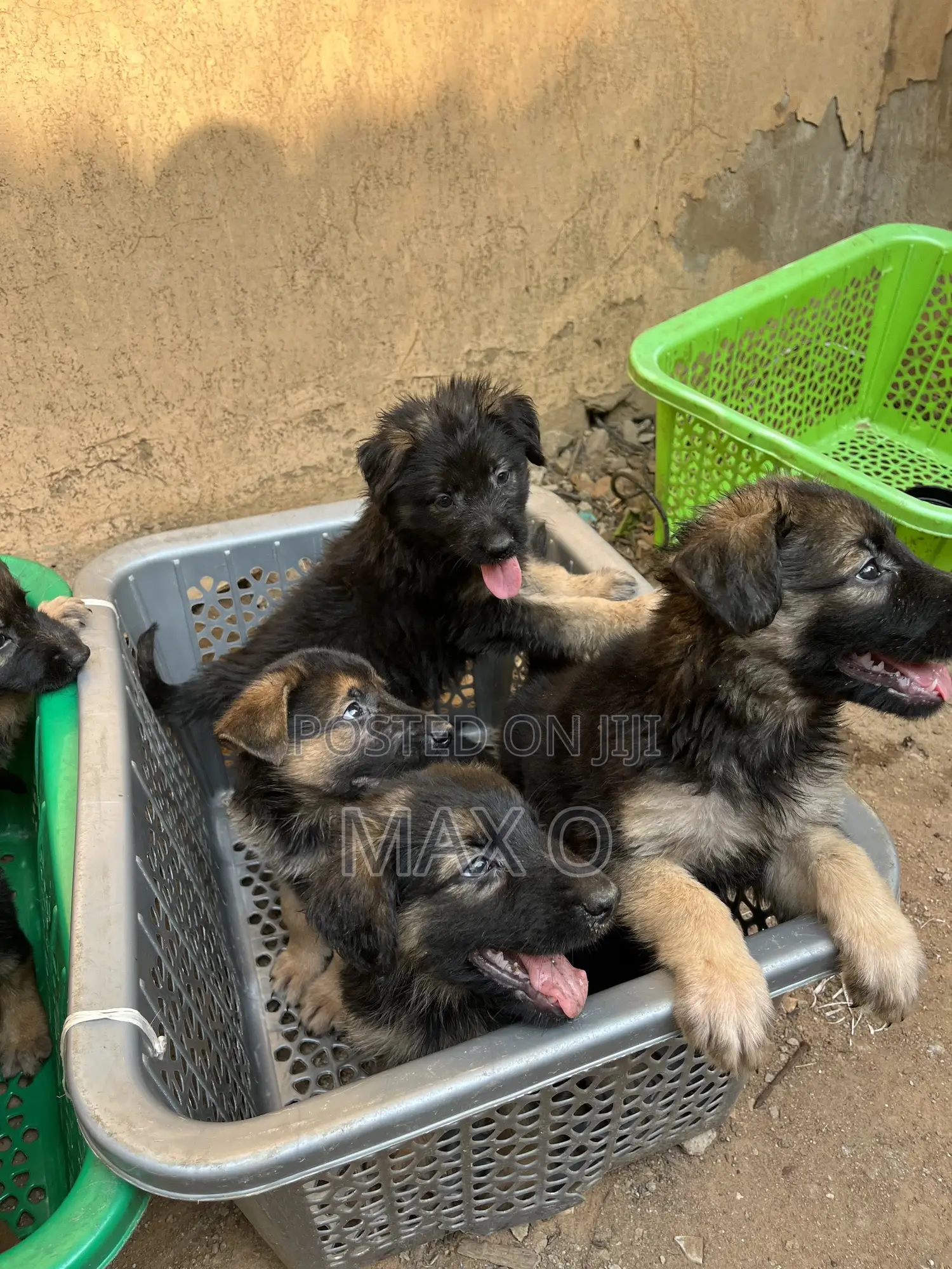 1-3 months Female Purebred German Shepherd in Accra Metropolitan - Dogs ...