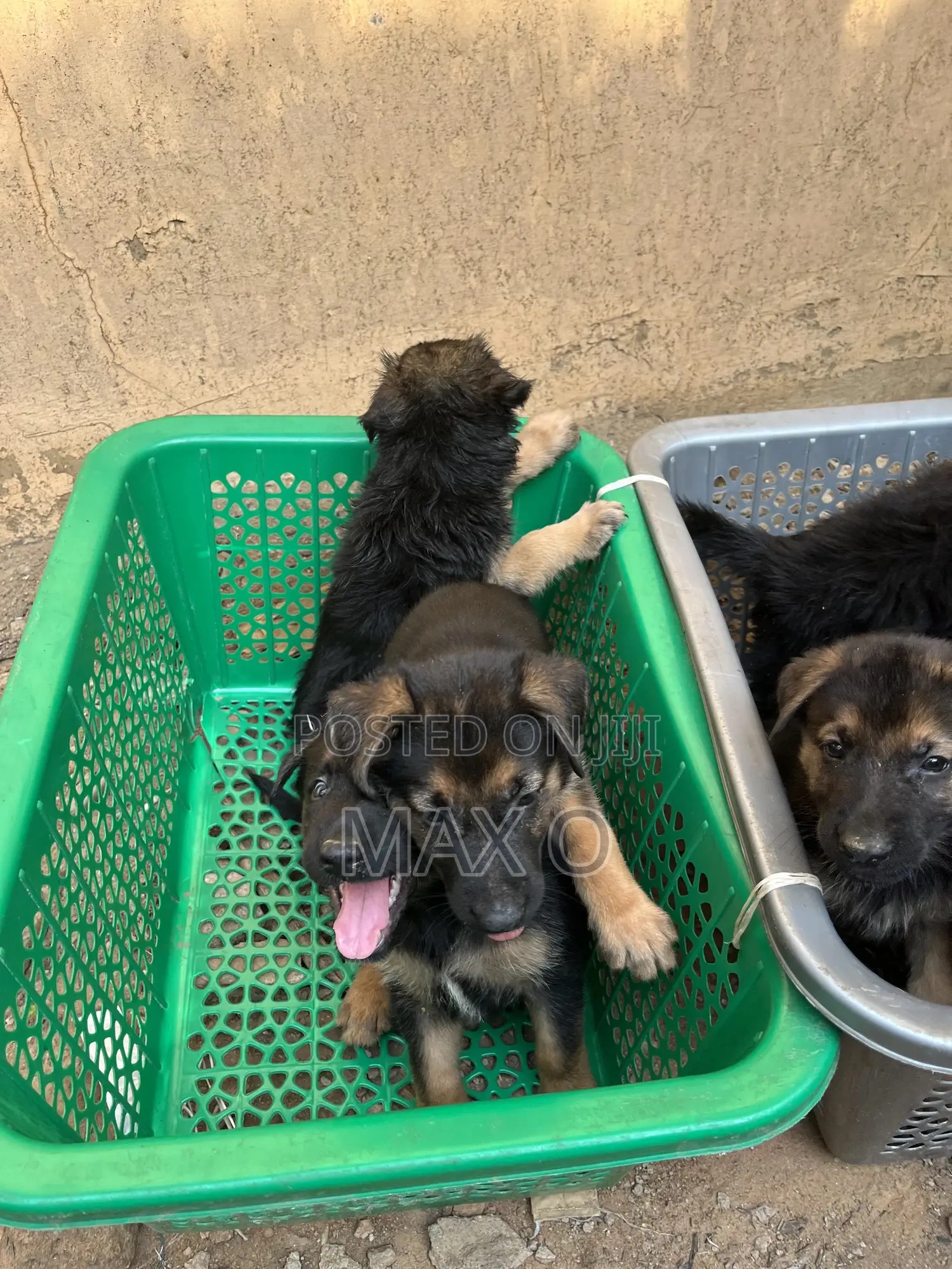 1-3 months Female Purebred German Shepherd in Accra Metropolitan - Dogs ...