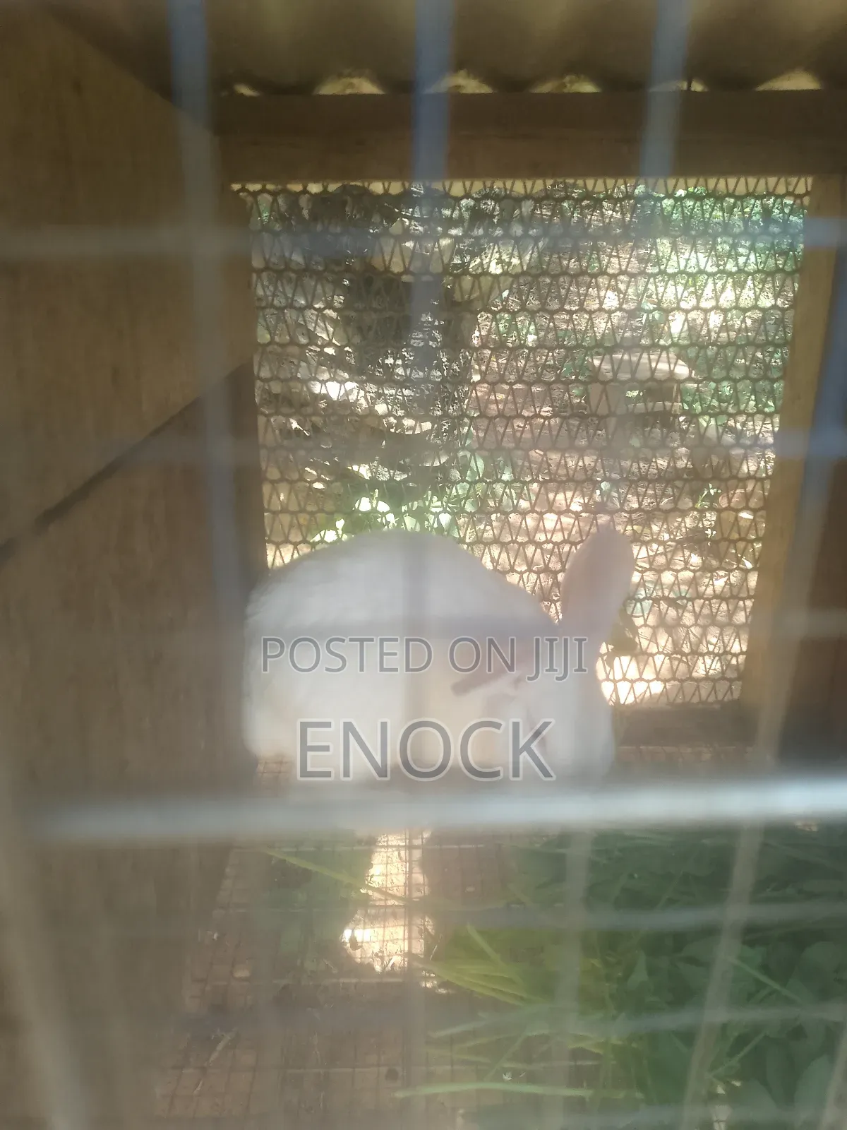 Healthy Rabbits in Takoradi - Farm Animals, Enock Arthur | Jiji.com.gh