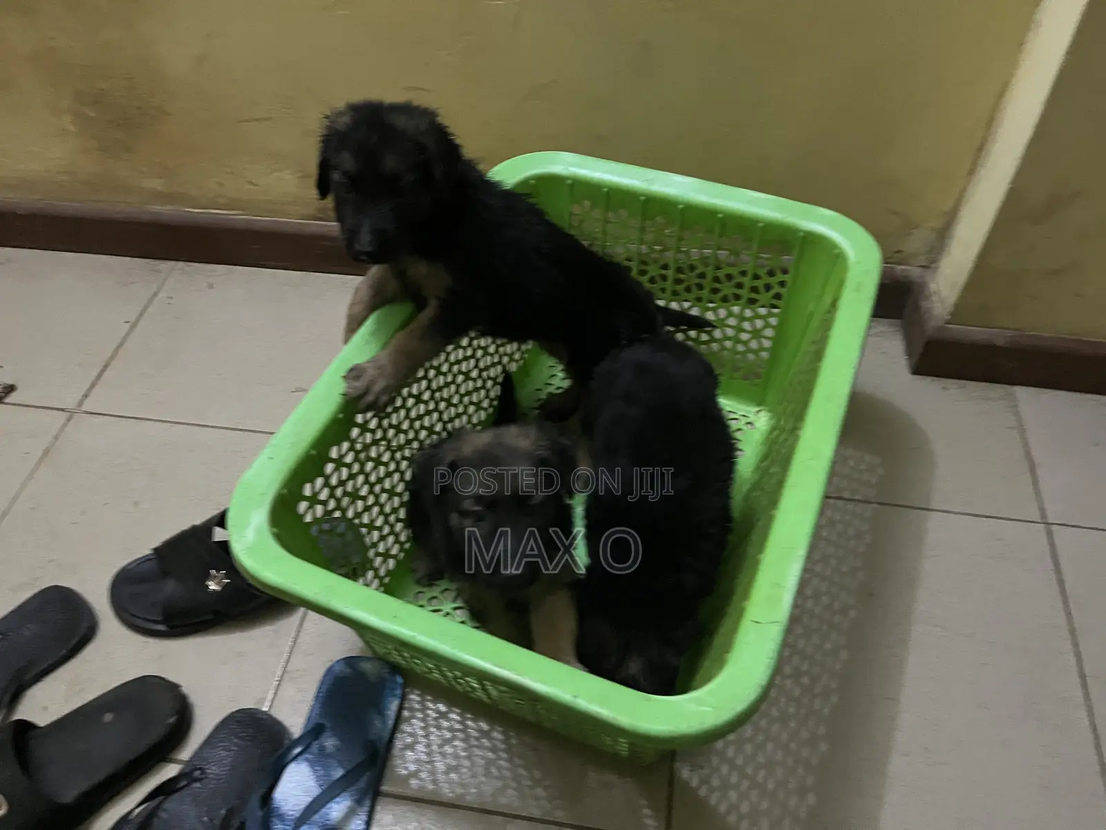 1-3 months Male Purebred German Shepherd in Accra Metropolitan - Dogs ...