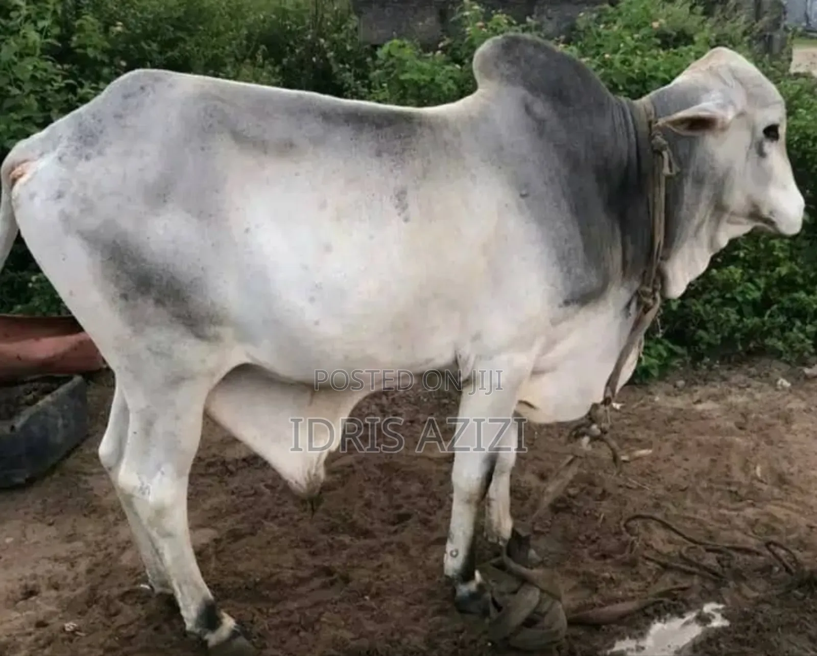 Strong Cows for Sale in Karaga - Farm Animals, Idris Azizi | Jiji.com.gh