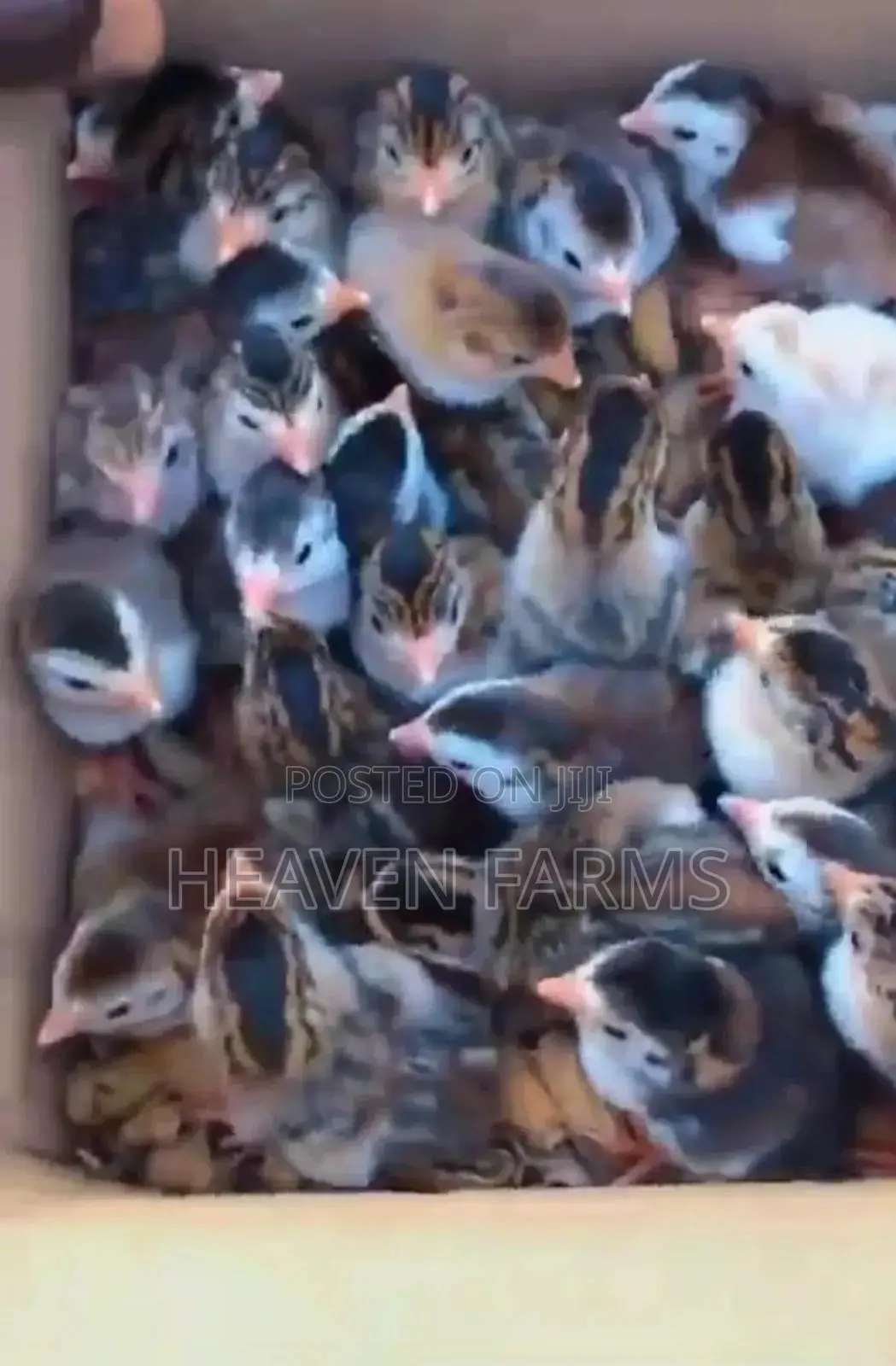 Day Old Guinea Keets in Zabzugu/Tatale - Farm Animals, Heaven Farms ...