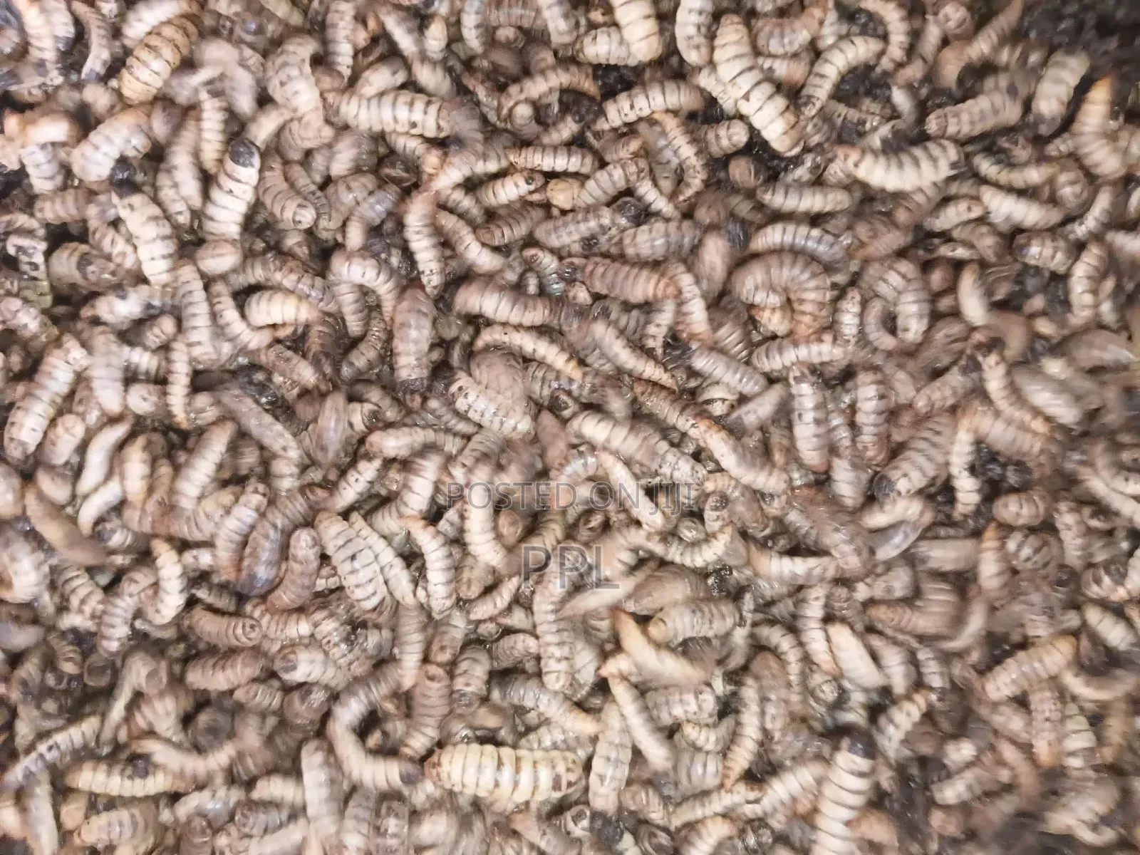 BSF Training (Black Soldier Fly Larvae/Maggot) in Cape Coast ...