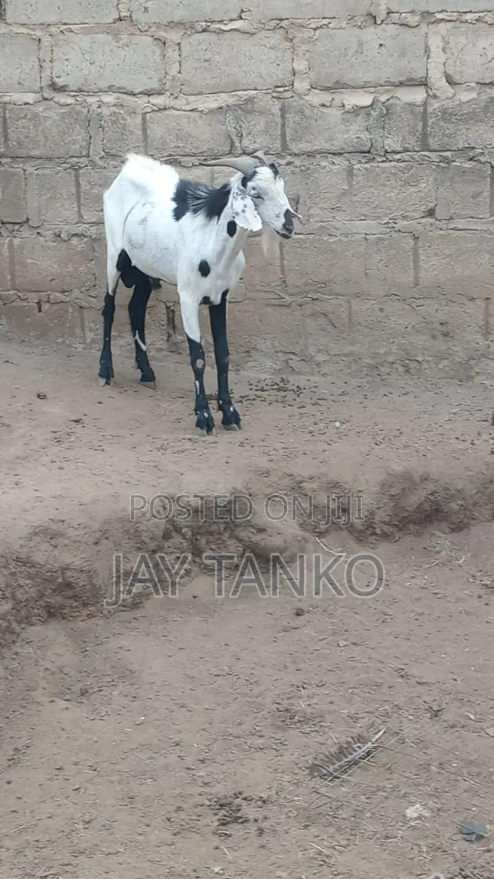 Male Goats in Ablekuma - Farm Animals, Jay Tanko | Jiji.com.gh