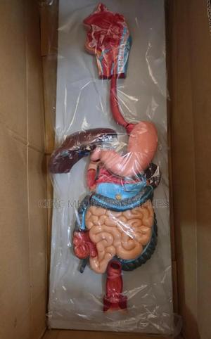 Digestive System - Price: GH₵ 2,300 on Jiji.com.gh [Accra Metropolitan]