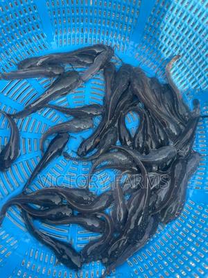 Fast Growing Catfish Fingerlings for sale - Victory Farms Price: GH₵ 2 ...