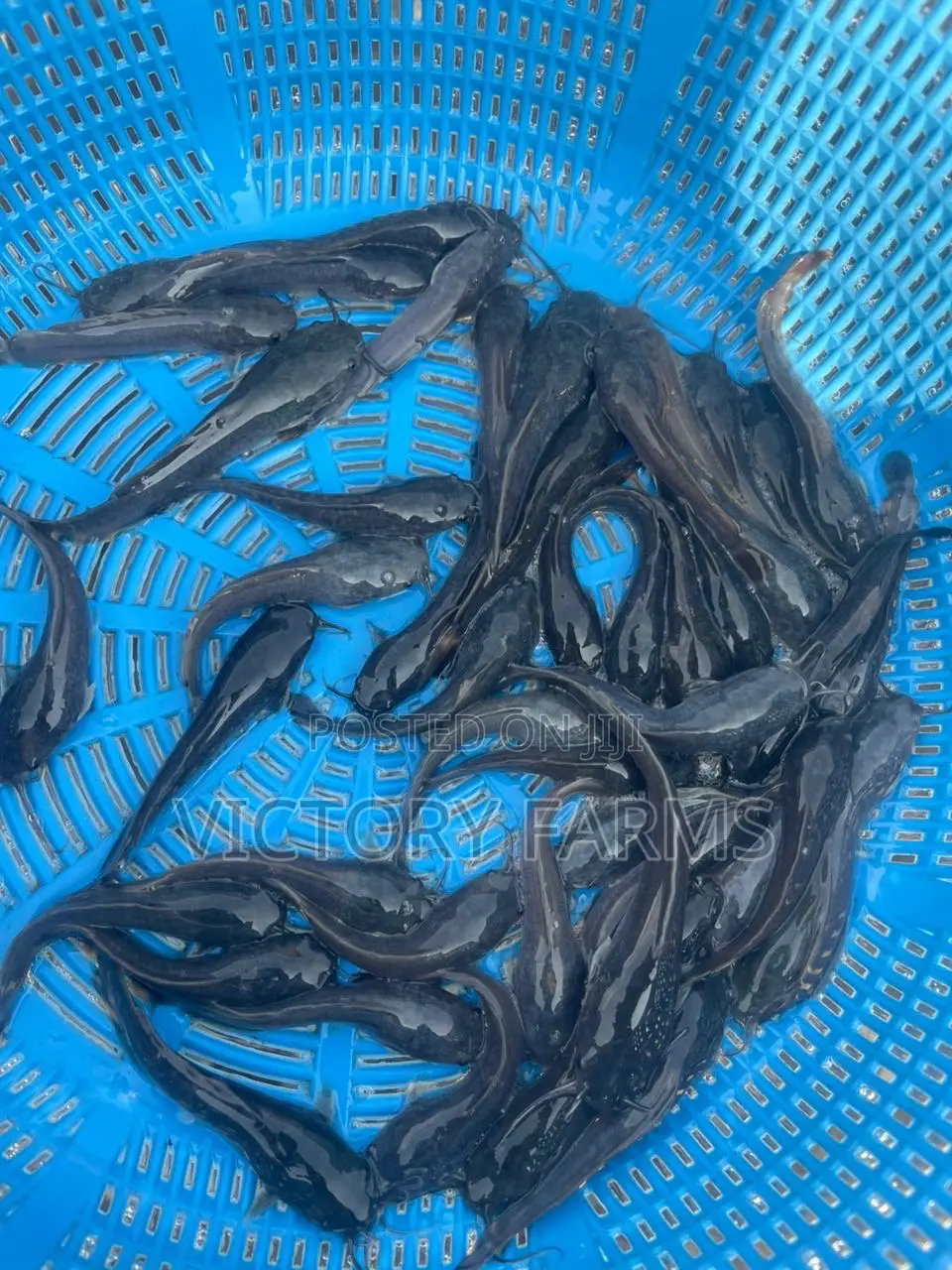 Fast Growing Catfish Fingerlings for sale - Victory Farms Price: GH₵ 2 ...