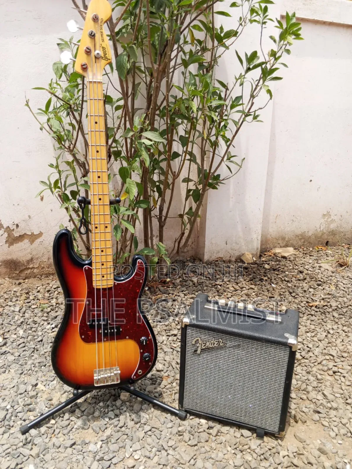 Greco Pb600 Bass Guitar With Fender Rumbles 15 Bass Combo in Tema ...