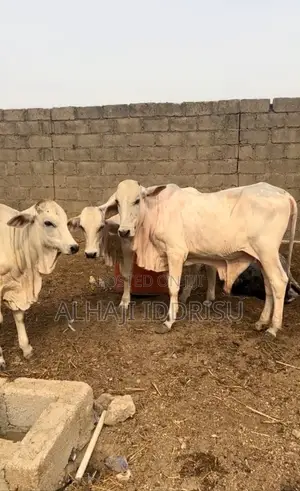 Cows in Ghana for sale Prices on Jiji.com.gh