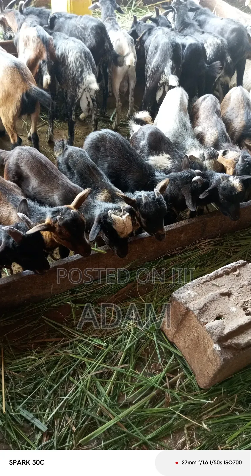 Affordable Farm Animal for sale - ADAM Price: GH₵ 1,800 on Jiji.com.gh ...