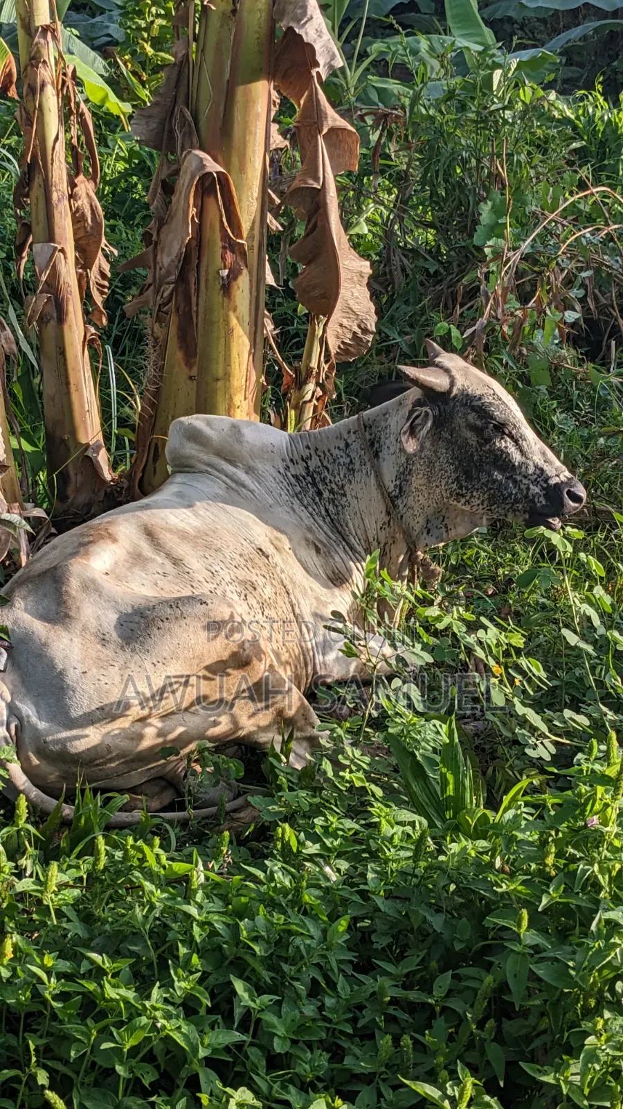 Healthy Cows Available for sale - Awuah Samuel Price: GH₵ 20,000 on ...