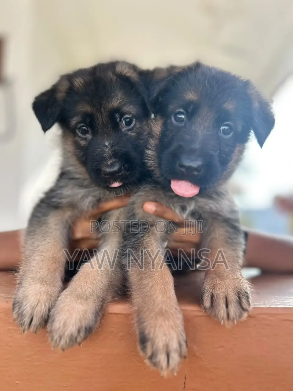 1-3 months Female Purebred German Shepherd for sale - Yaw Nyansa Price ...