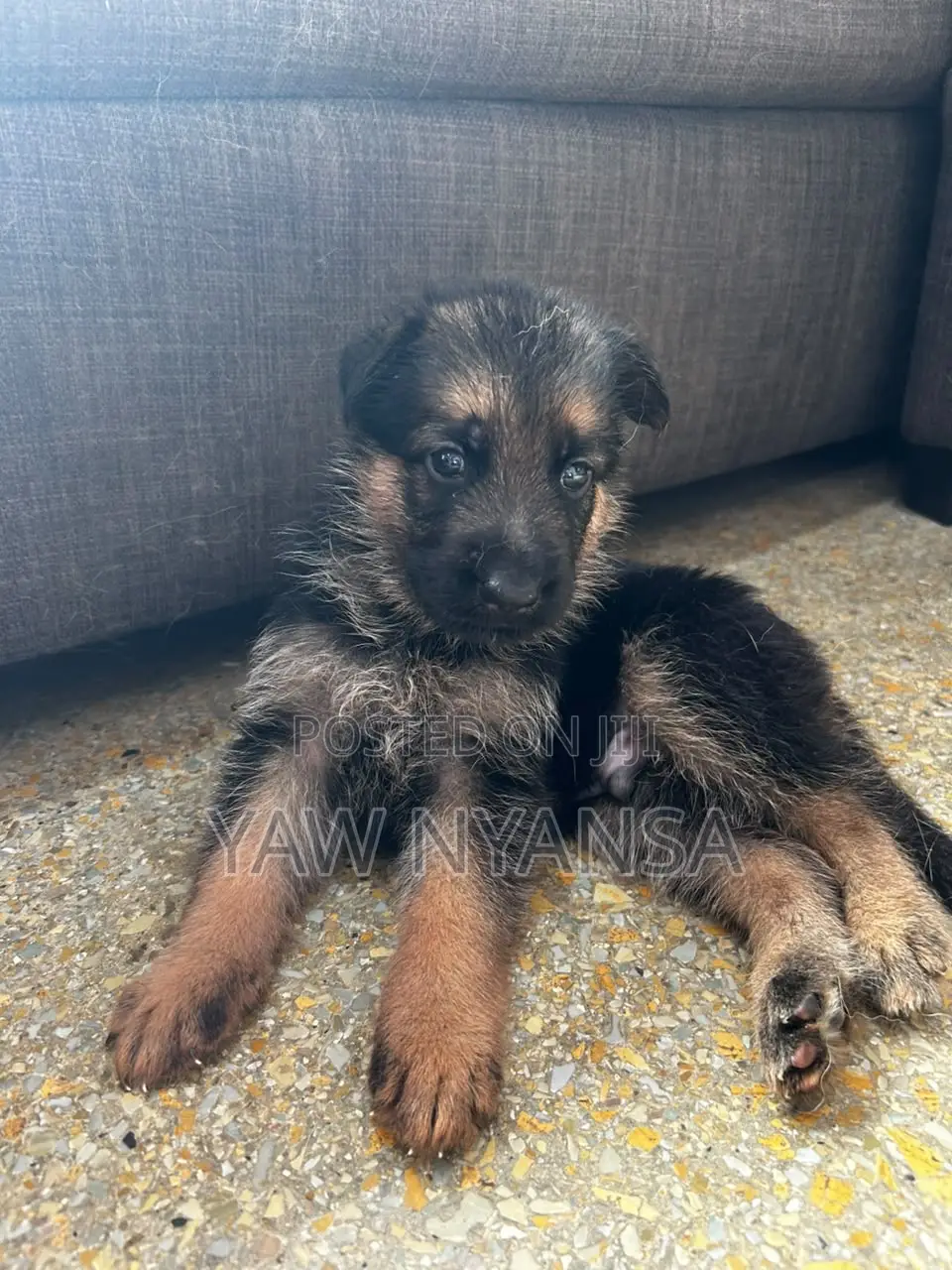 1-3 months Female Purebred German Shepherd for sale - Yaw Nyansa Price ...
