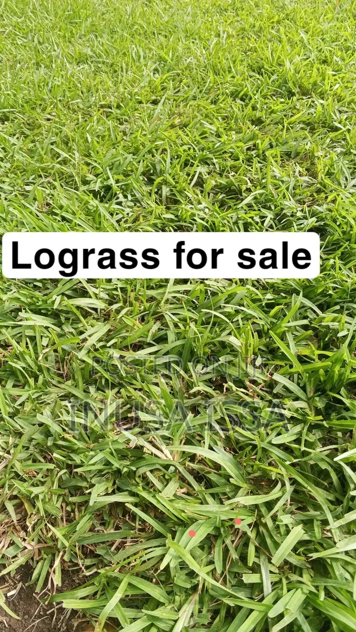 Hultocure, Gardiner Services and Equipment , Selling of Burmuda Grass ...
