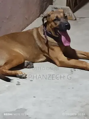 Mixed Breed Dogs in Kasoa for sale Prices on Jiji.com.gh